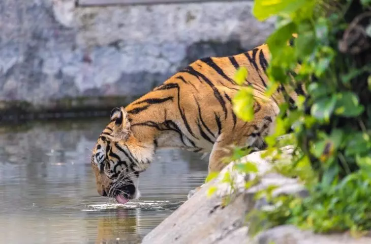Tigro safaris Indijoje: laikas aplankyti laukinius kampelius 5698_8