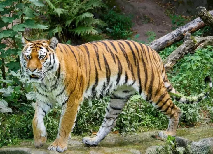 Tigro safaris Indijoje: laikas aplankyti laukinius kampelius 5698_9