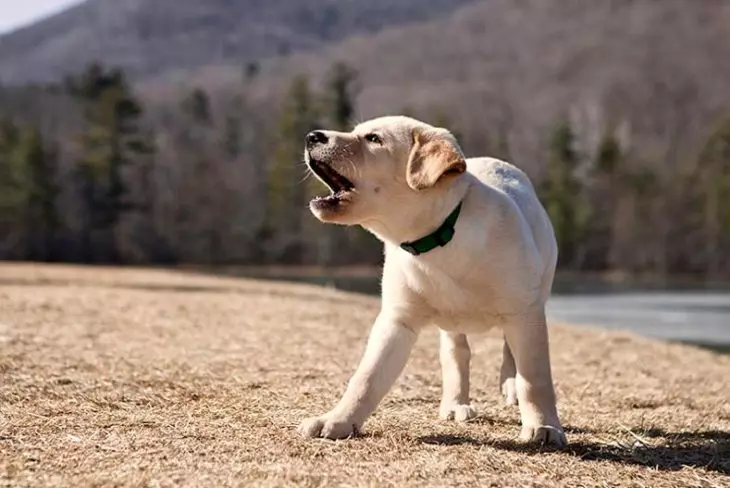 Comment empêcher votre chien d'aboyer 5739_1