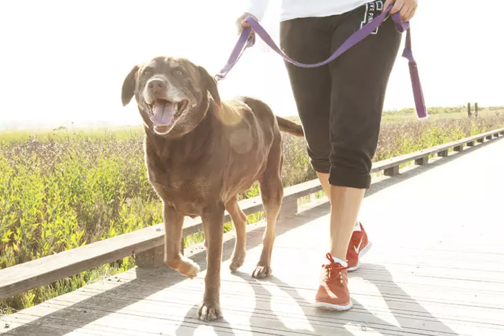 Comment empêcher votre chien d'aboyer 5739_3