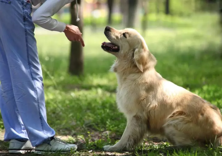 Hoe om jou hond te keer om te blaf 5739_4