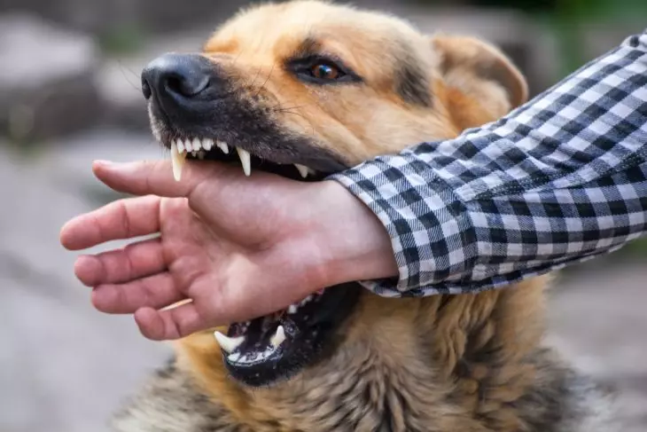 Comment empêcher votre chien d'aboyer 5739_5