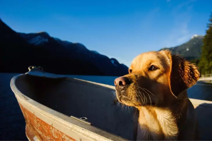 Wéi stoppen Ären Hond vum Barking 5739_7