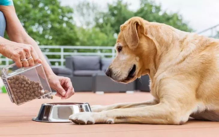 Come prendersi cura di un cane in modo corretto e corretto 58912_3