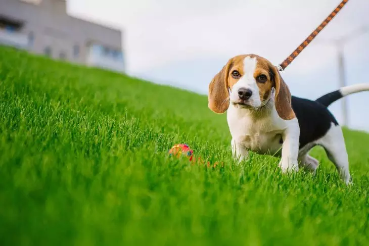 Come prendersi cura di un cane in modo corretto e corretto 58912_4