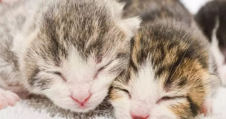 Estat del somni de la vida: aquesta "biblioteca de gats" us prestarà un gatet per a la jornada laboral
