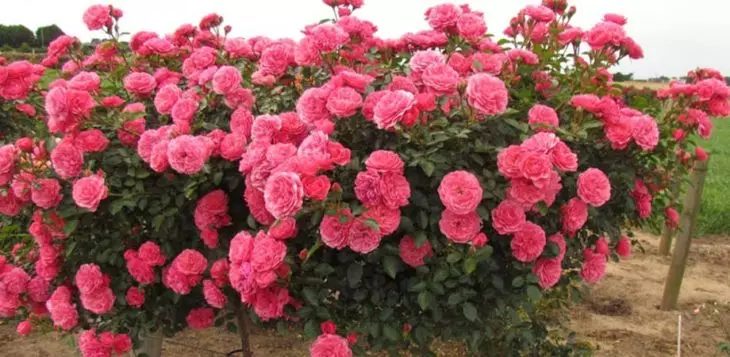 Rooskweker Asif Ali Gohar kweek 'n nuwe floribunda-roosvariëteit genaamd Gohar 63258_1