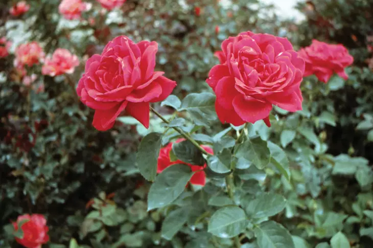 Rosenodlaren Asif Ali Gohar odlar en ny floribunda rosvariant som heter Gohar 63258_2