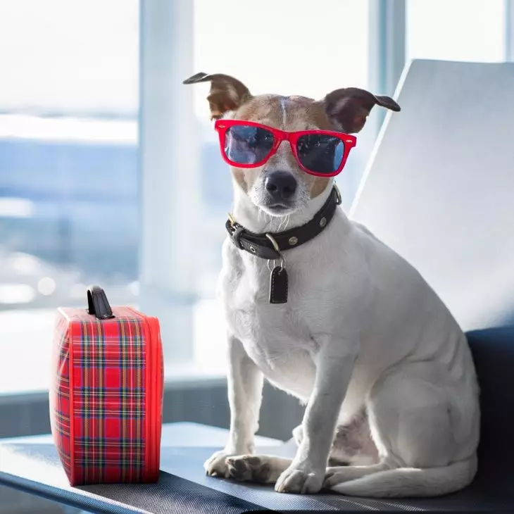 9 เคล็ดลับสำหรับเที่ยวบินที่มีความสุขกับลูกสุนัขของคุณ 7375_2