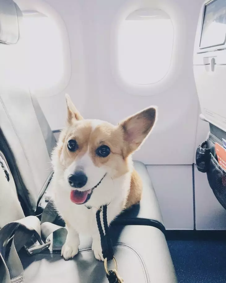 9 совети за среќен лет со вашето кученце 7375_7