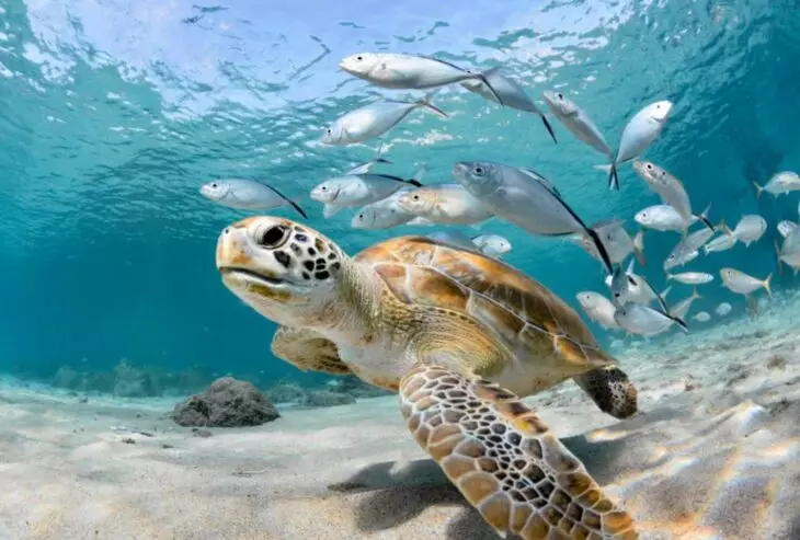 Guia definitivo para saber a diferença entre o oceano e o mar 7403_3