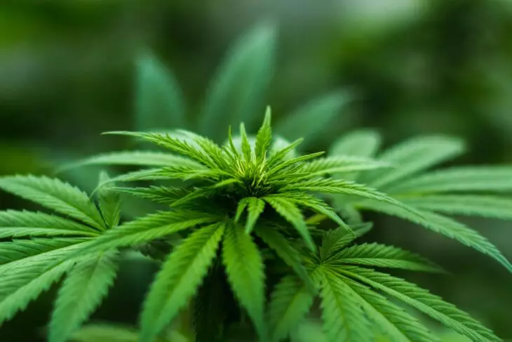 Cannabinoid göterimi nämäni aňladýar? 7764_5