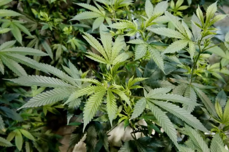 Moet jy Cannabis Saad of Cannabis Klone kweek? 8423_5