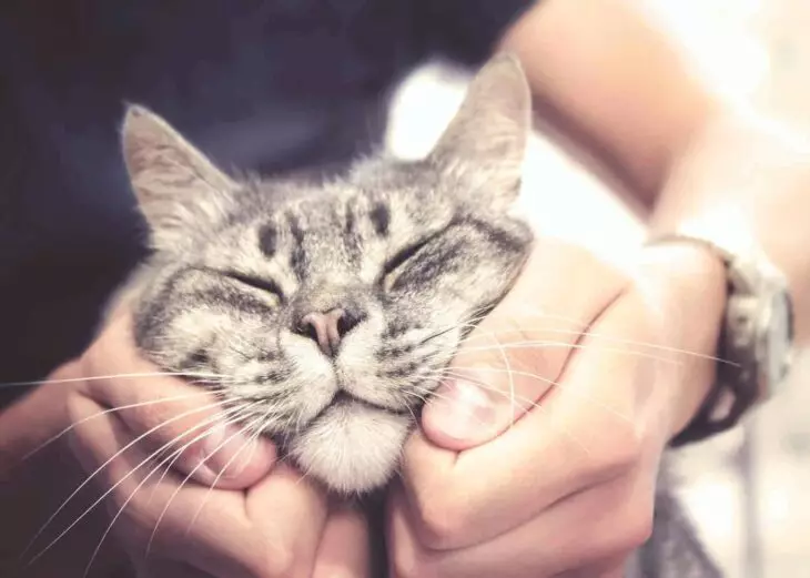 6 maniere om 'n kat gelukkig en gesond te hou in 'n klein woonstel 8484_1