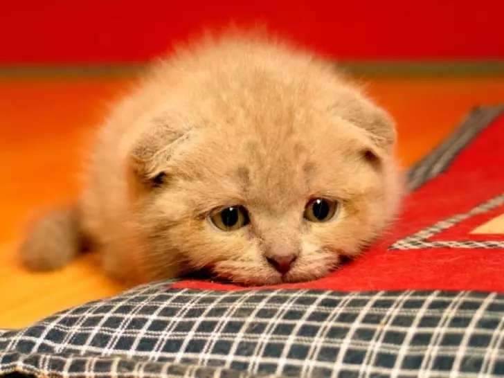 16 животни, които изглеждат толкова тъжни, но са толкова сладки 8485_4