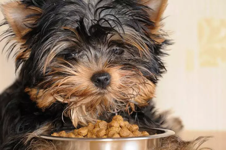 Suché vs. Mokré krmivo: Které je pro vašeho psa nejlepší? 8604_5