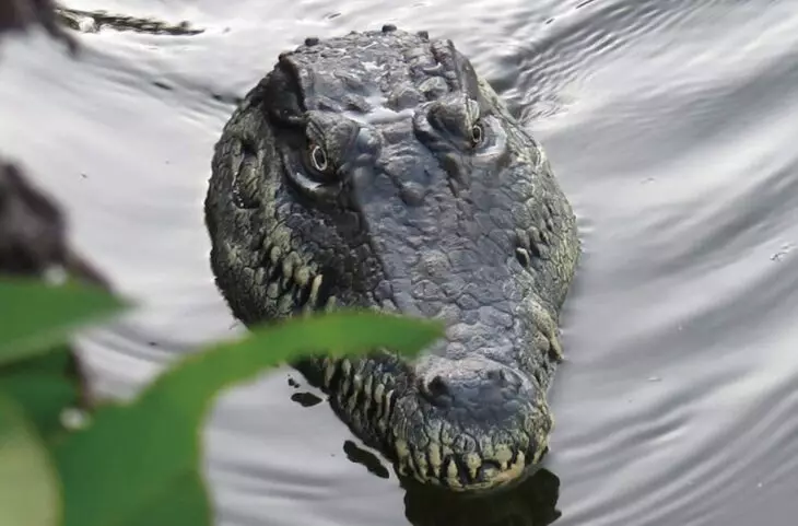 Beste alligatorkop met afstandsbediening in 2022 863_1