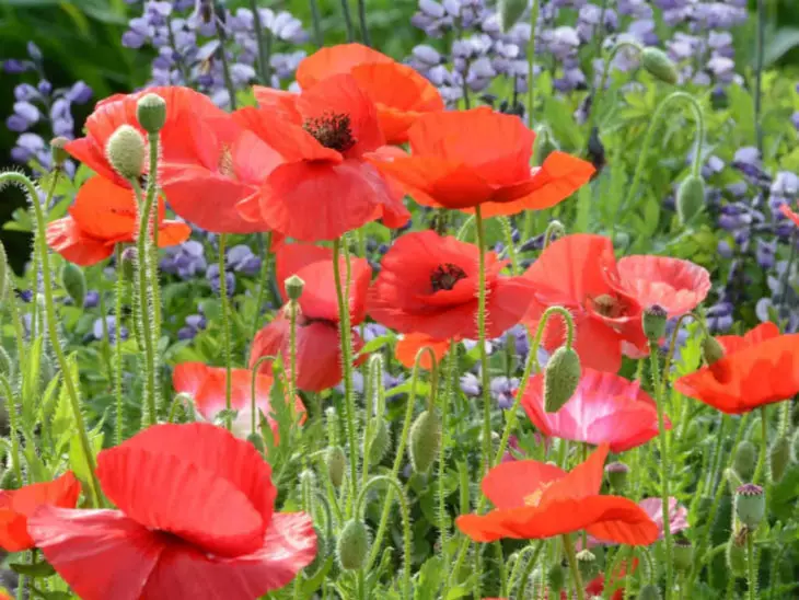 Hva er de mest populære blomstene i Polen 8744_1