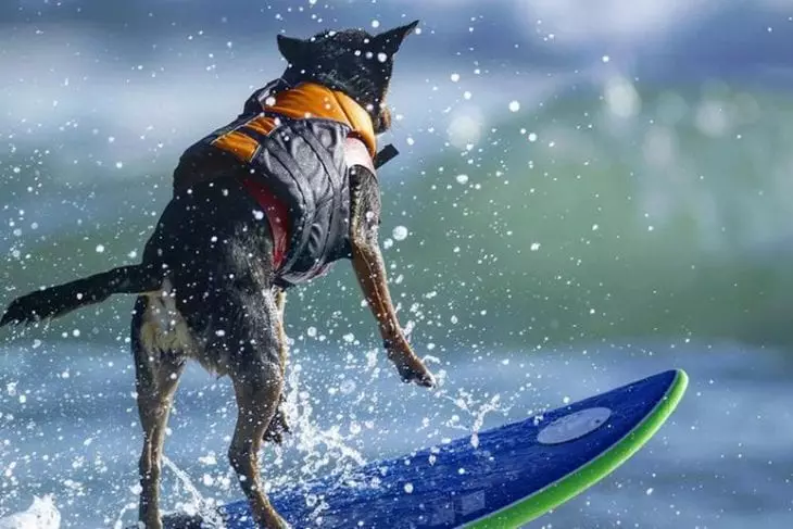 11 foto di cani che fanno surf 9094_1