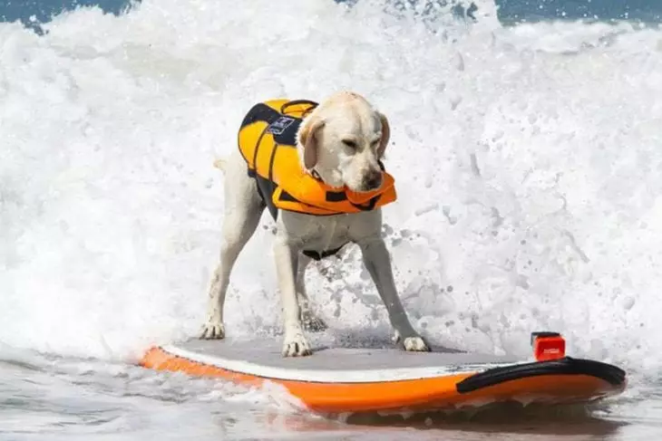 11 valokuvaa surffaavista koirista 9094_10