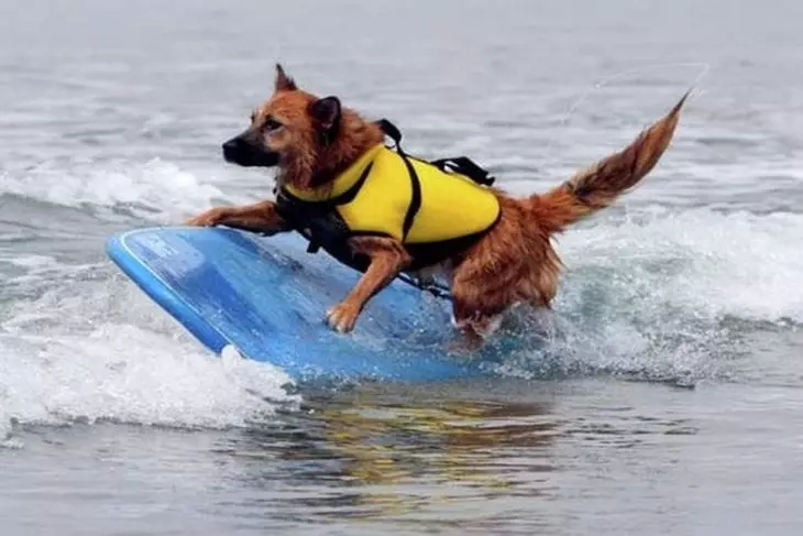 11 fotografií psov na surfovaní 9094_11