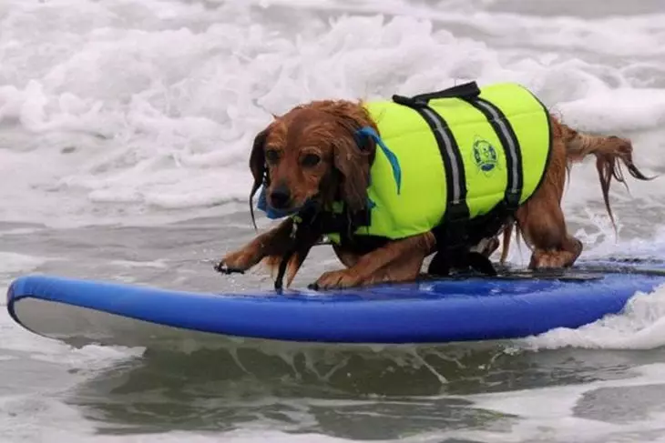 11 foto di cani che fanno surf 9094_2