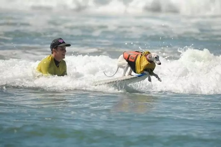 11 foto di cani che fanno surf 9094_3