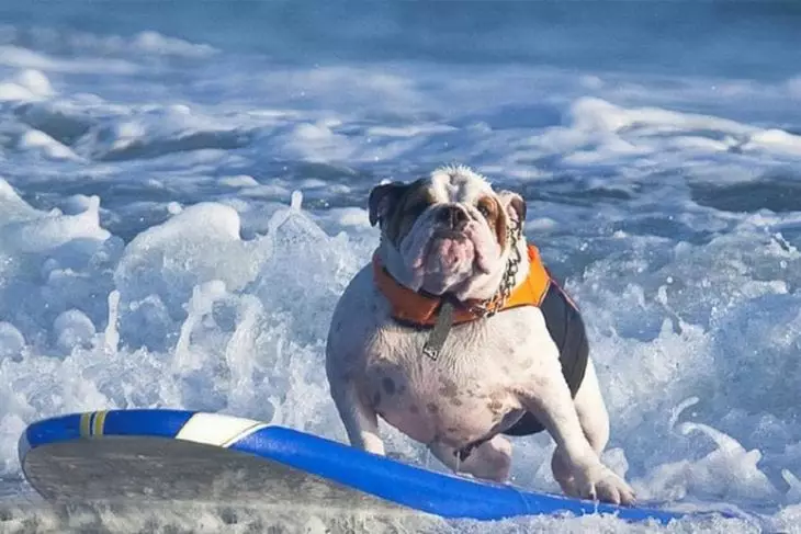 11 fotografii cu câini care fac surf 9094_4