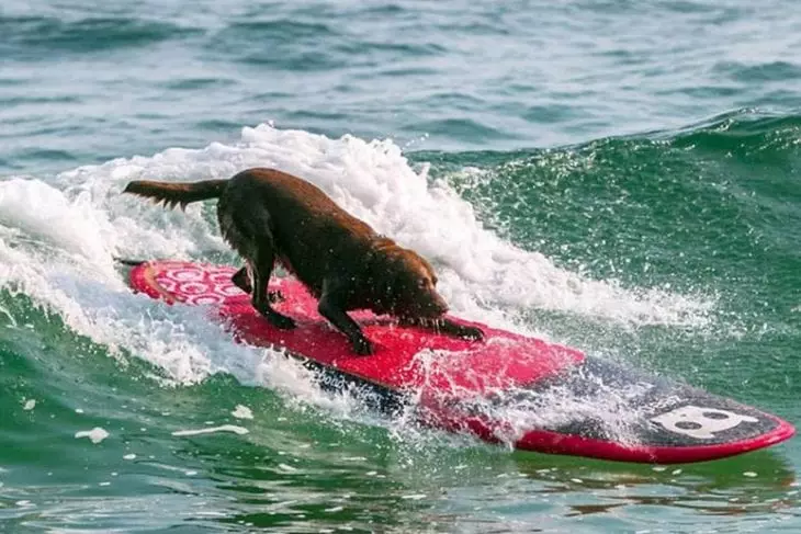 11 fotografii cu câini care fac surf 9094_5