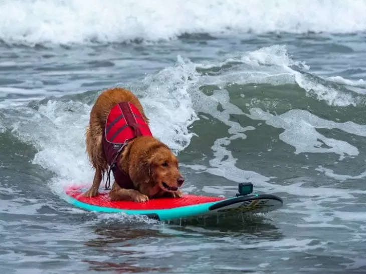 11 foto di cani che fanno surf 9094_6