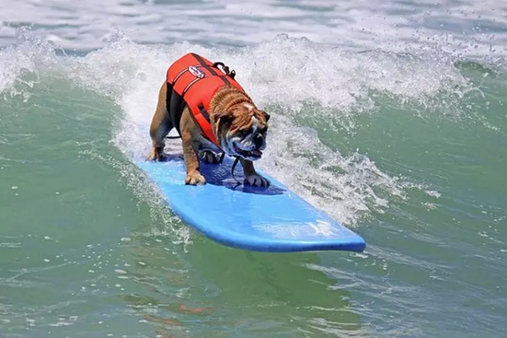 11 عکس از سگ ها در حال موج سواری 9094_7