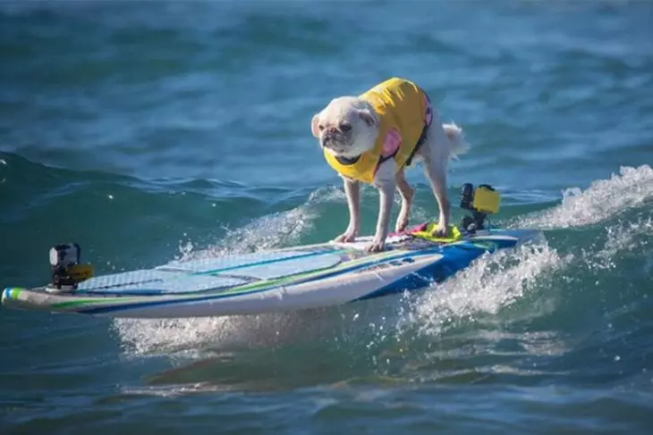 11 снимки на кучета, които сърфират 9094_9