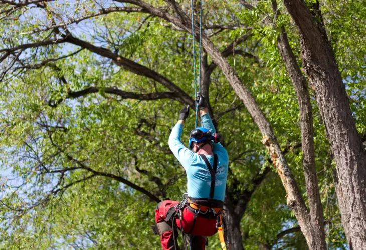 Tree Service Professional ကို ခေါ်သင့်သည့် အကြောင်းရင်း 6 ခု 9144_2