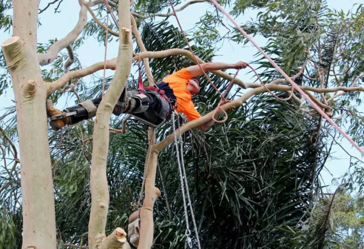 6 razões pelas quais você deve chamar um profissional de manutenção de árvores 9144_4