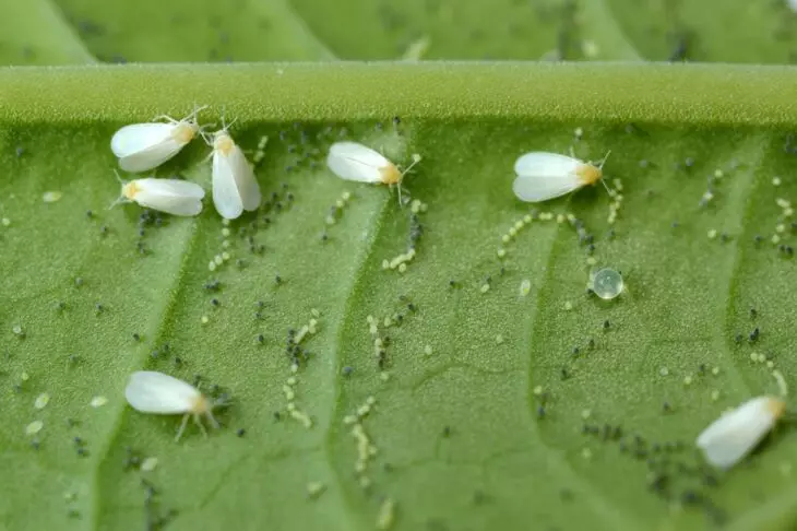 4 හානිකර ගෘහස්ථ ශාක දෝෂ සහ ඒවායින් මිදෙන්නේ කෙසේද - 2022 මාර්ගෝපදේශය 9154_2