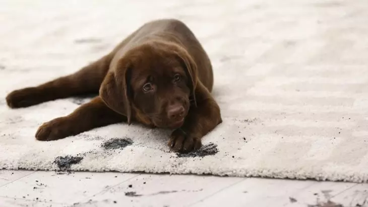 Los 5 mejores consejos de limpieza de alfombras para dueños de mascotas en 2022 9184_1