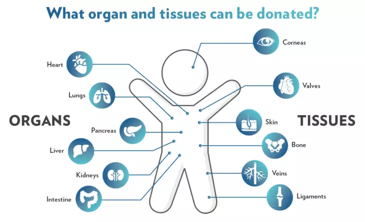 Semua yang Perlu Anda Ketahui Tentang Donasi Organ 9609_7